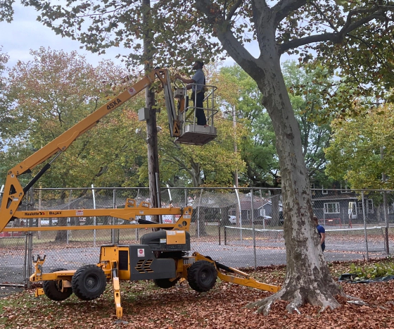 Tree Health Assessment Hamburg, PA | Clearview ECS Tree Service