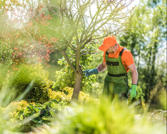 Tree Health Assessment Hamburg, PA | Clearview ECS Tree Service